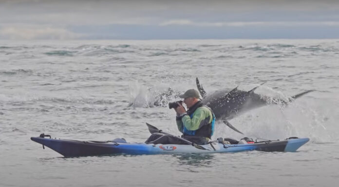 Kayaker Surrounded By Leaping Tuna In Devon, England (Video) | Kayak Angler