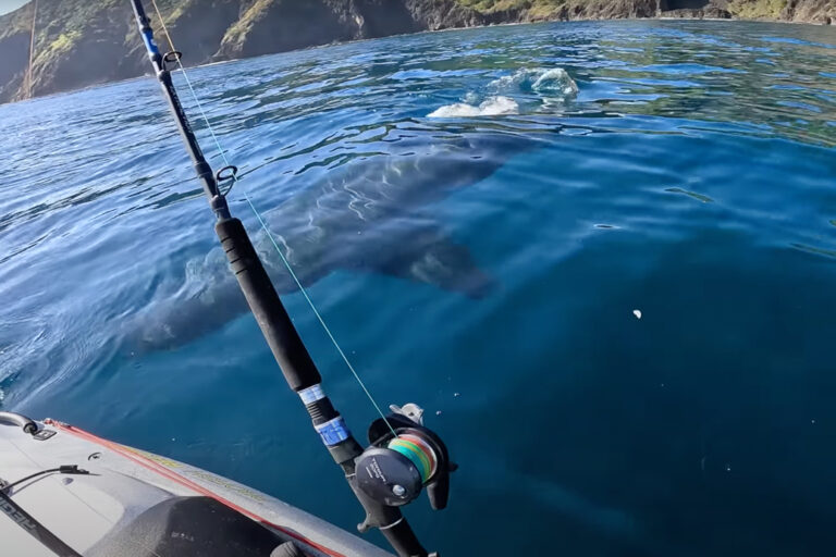 Solo Kayak Angler Hunted By Shark In New Zealand (Video) | Kayak Angler