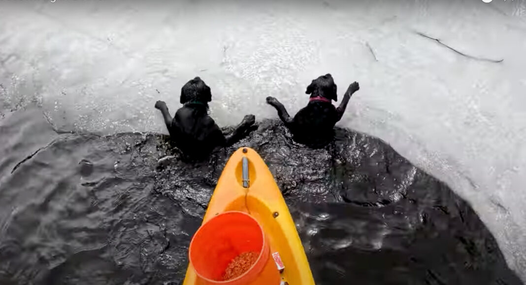Kayak Angler Rescues Two Dogs From Icy River (Video) | Kayak Angler