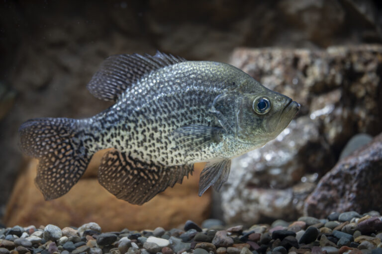 Crappie Fishing—A Comprehensive Guide | Kayak Angler