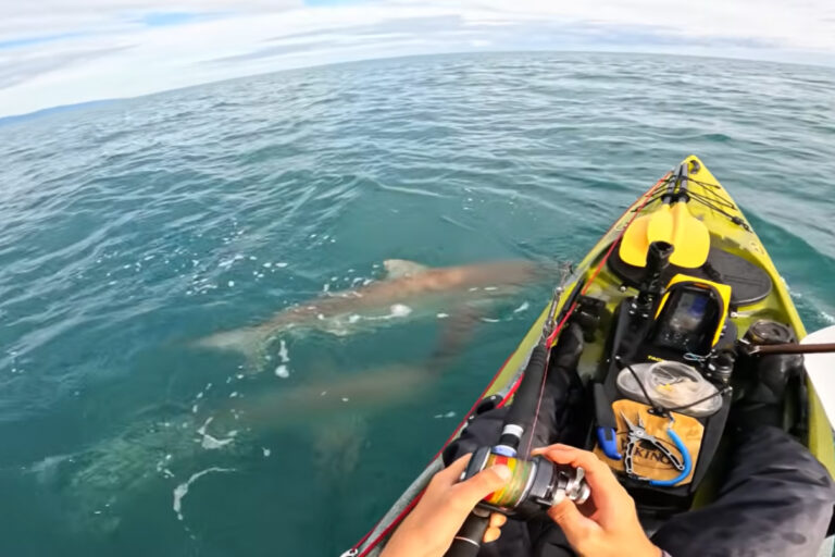 Kayak Angler Fights Swarm Of Sharks (Video) | Kayak Angler