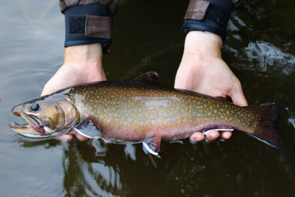 A Guide To Identifying Types Of Trout | Kayak Angler