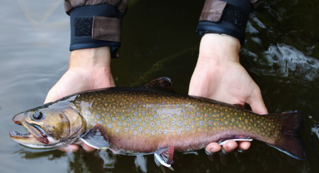 A Guide To Identifying Types Of Trout | Kayak Angler