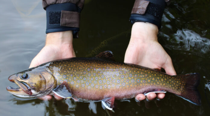 A Guide To Identifying Types Of Trout | Kayak Angler