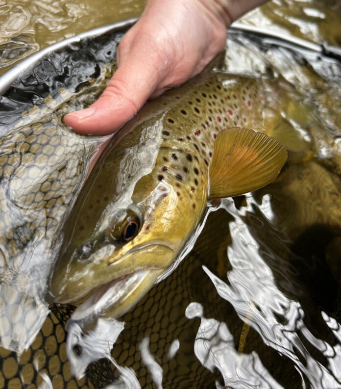 A Guide To Identifying Types Of Trout | Kayak Angler