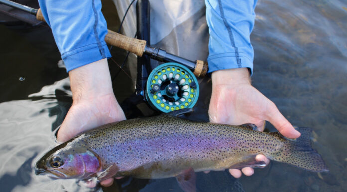 A Guide To Identifying Types Of Trout | Kayak Angler