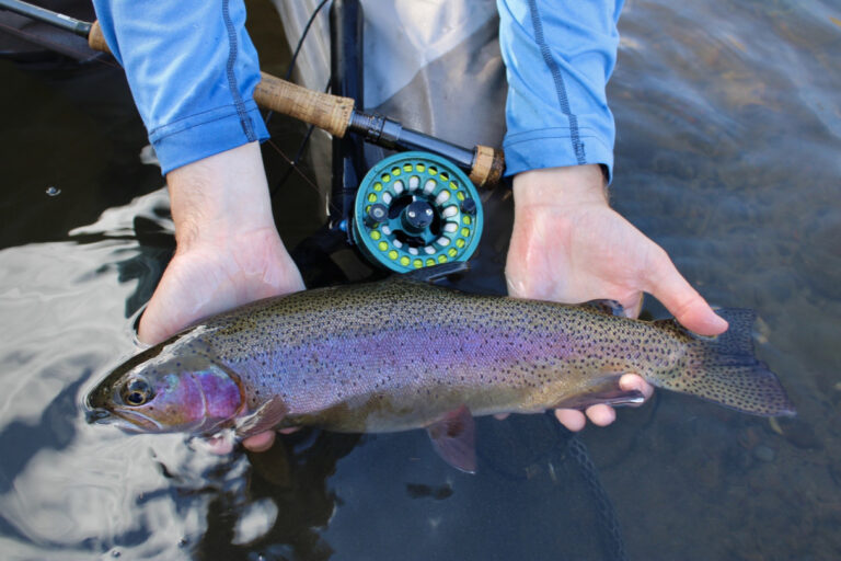 A Guide To Identifying Types Of Trout | Kayak Angler