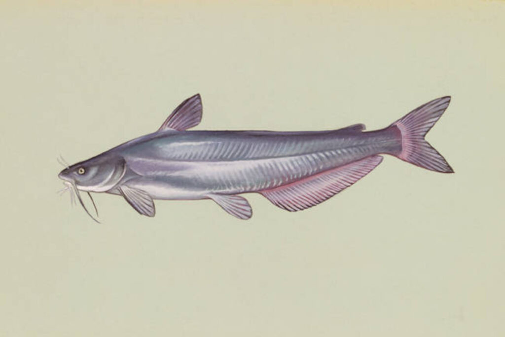 How To Identify Different Types Of Catfish | Kayak Angler