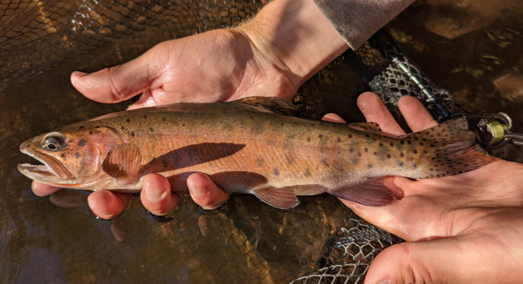 A Guide To Identifying Types Of Trout | Kayak Angler