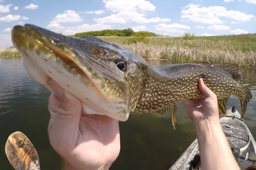 Pike Smash A Salvaged Lure (Video) | Kayak Angler