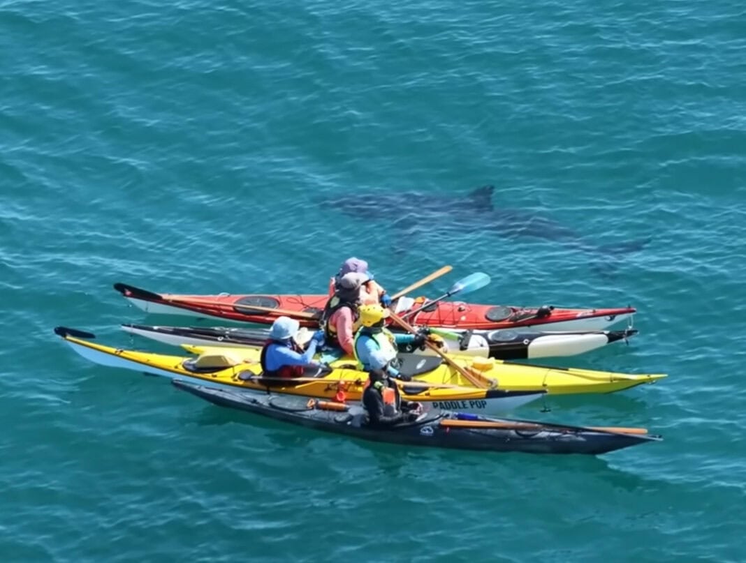 Great White Shark Stalks Sea Kayak Group (Video) - Paddling Magazine