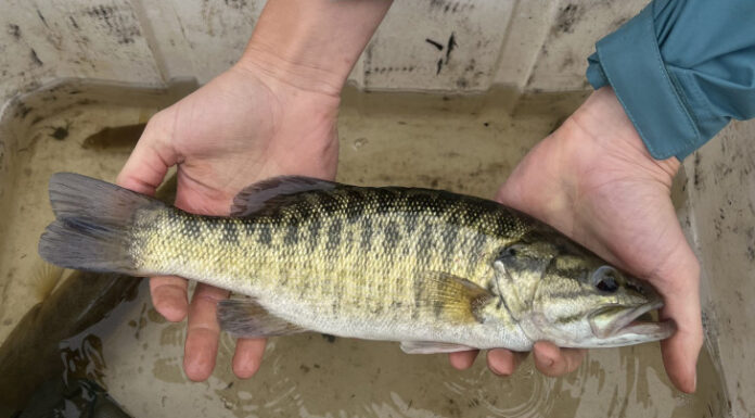Types Of Bass: A Guide To Popular Species And How To Identify Each