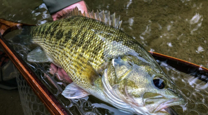 Types Of Bass: A Guide To Popular Species And How To Identify Each