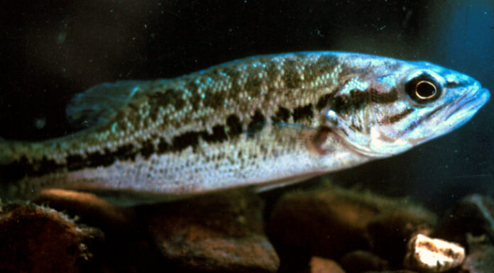 Types Of Bass: A Guide To Popular Species And How To Identify Each