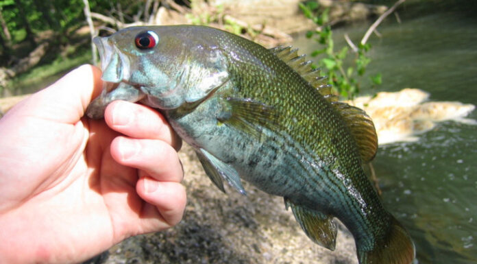 Types Of Bass: A Guide To Popular Species And How To Identify Each