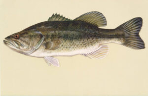 Types Of Bass: A Guide To Popular Species And How To Identify Each