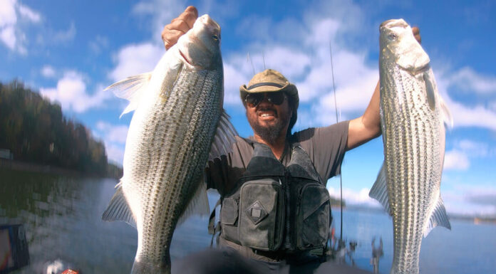 Learn How To Catch Hybrid Striped Bass | Kayak Angler